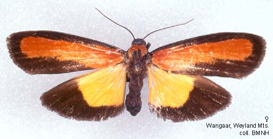Papua Insects Foundation (Lepidoptera/Erebidae(Arctiinae)/Cyana metamelas)